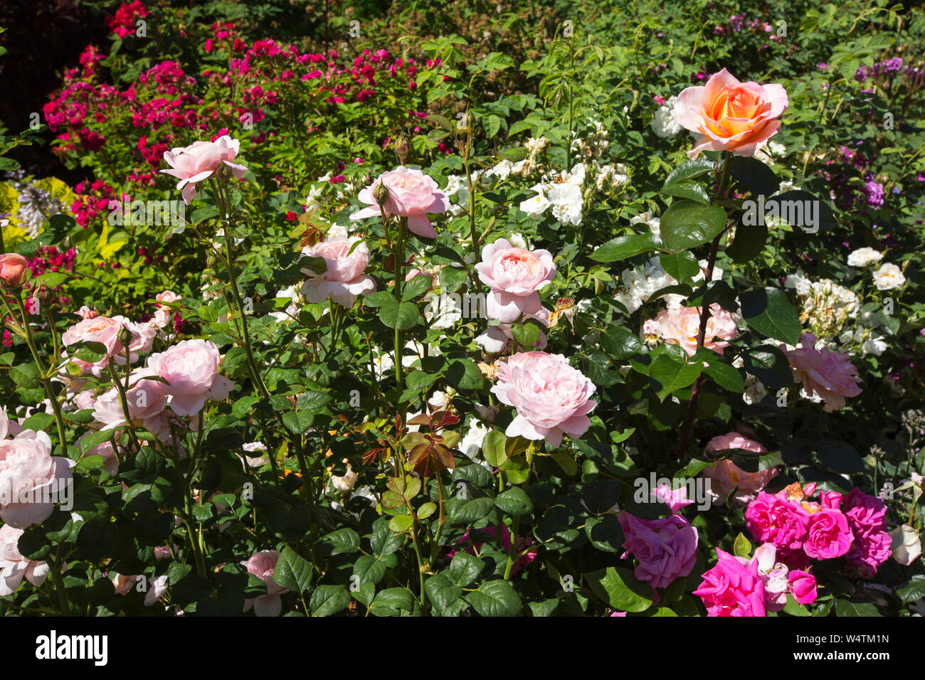 Roses in Holehird Gardens, Windermere, Cumbria, UK Stock Photo - Alamy