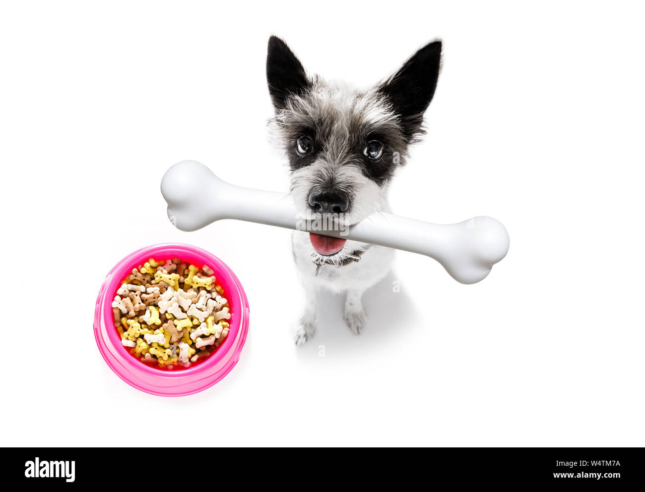 hungry poolde dog with a big white bone waiting for owner to go for a ...