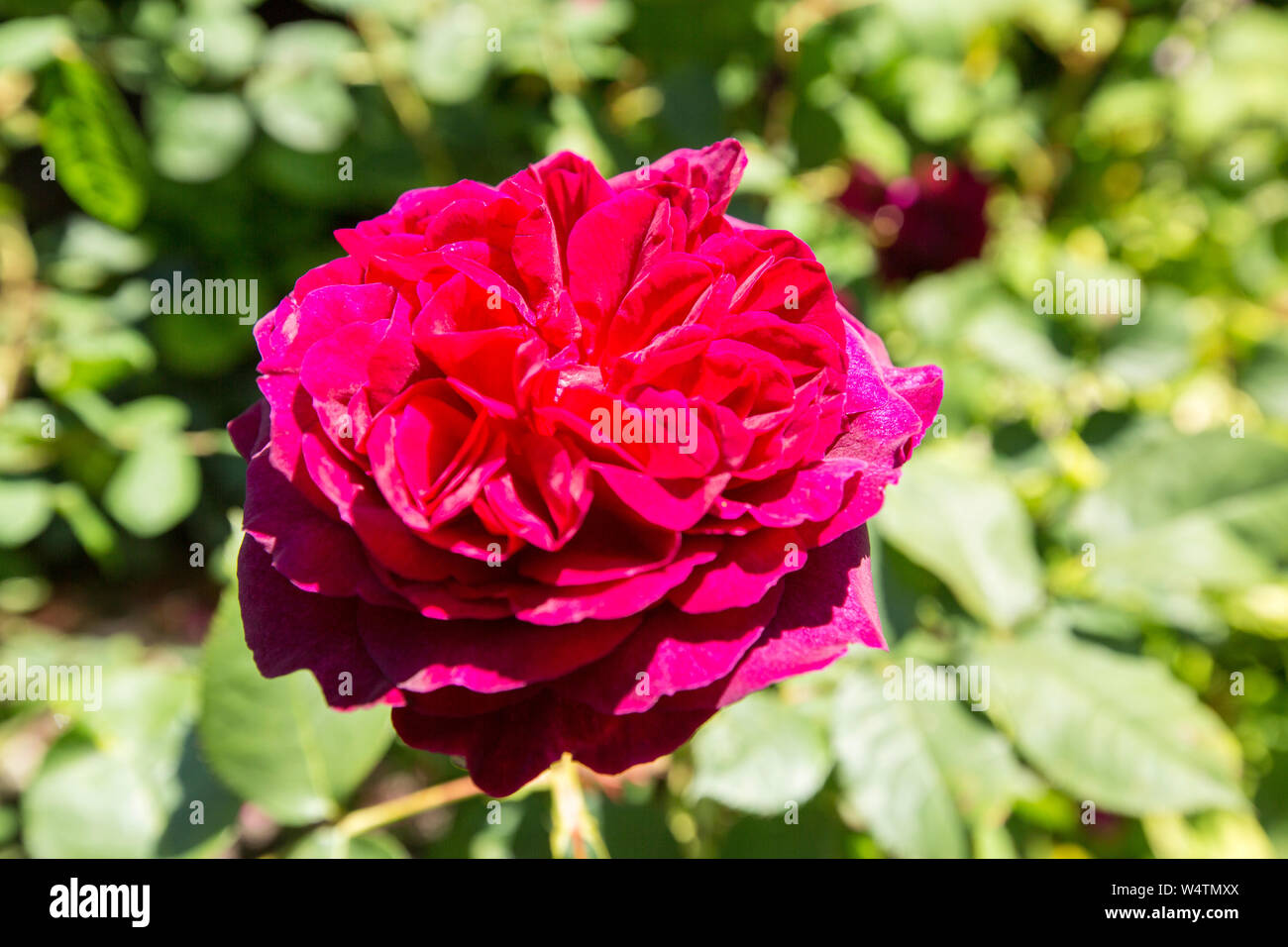 Roses in Holehird Gardens, Windermere, Cumbria, UK Stock Photo - Alamy
