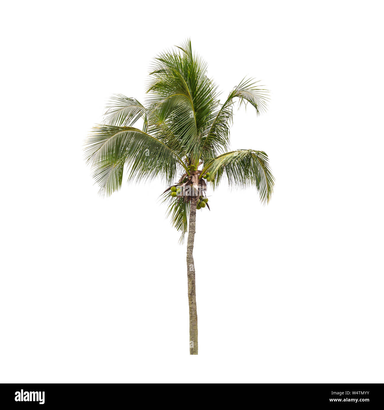 Single green coconut palm hi-res stock photography and images - Alamy