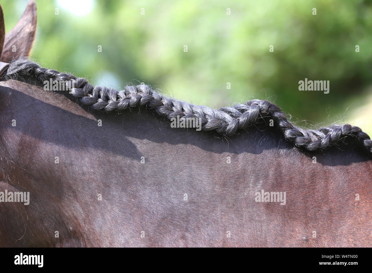 Braided mane for dressage. Braiding provides an aesthetically appealing ...