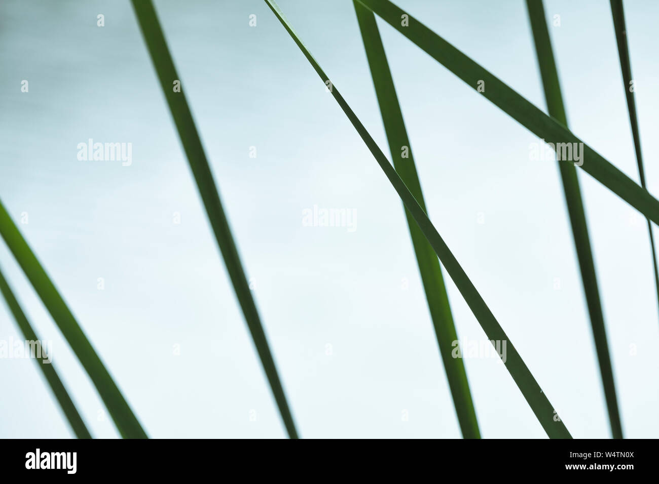 Abstract natural photo with green coastal reed leaves over blurred lake ...