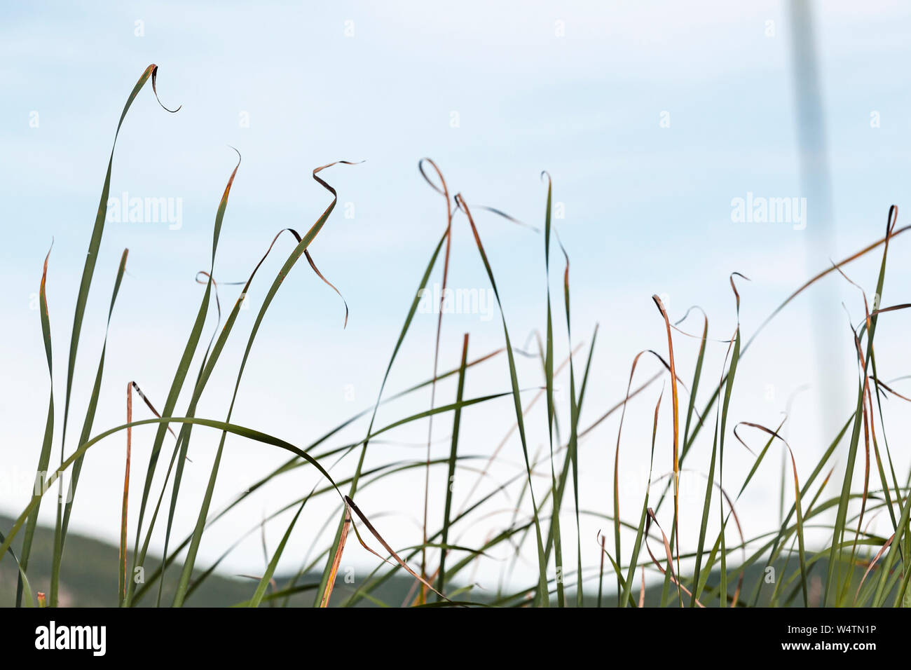 Natural photo with coastal reed leaves waving on wind over blurred blue ...