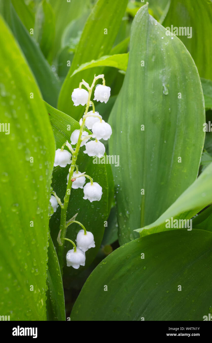 Lily of the valley, vertical macro photo. It's a woodland flowering ...