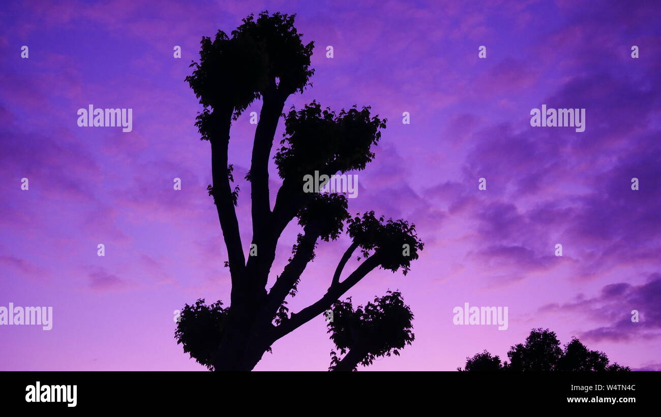 Sunset Purple Tree Photography