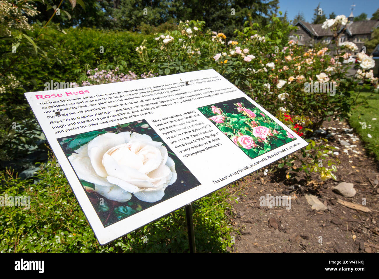 Roses in Holehird Gardens, Windermere, Cumbria, UK Stock Photo - Alamy