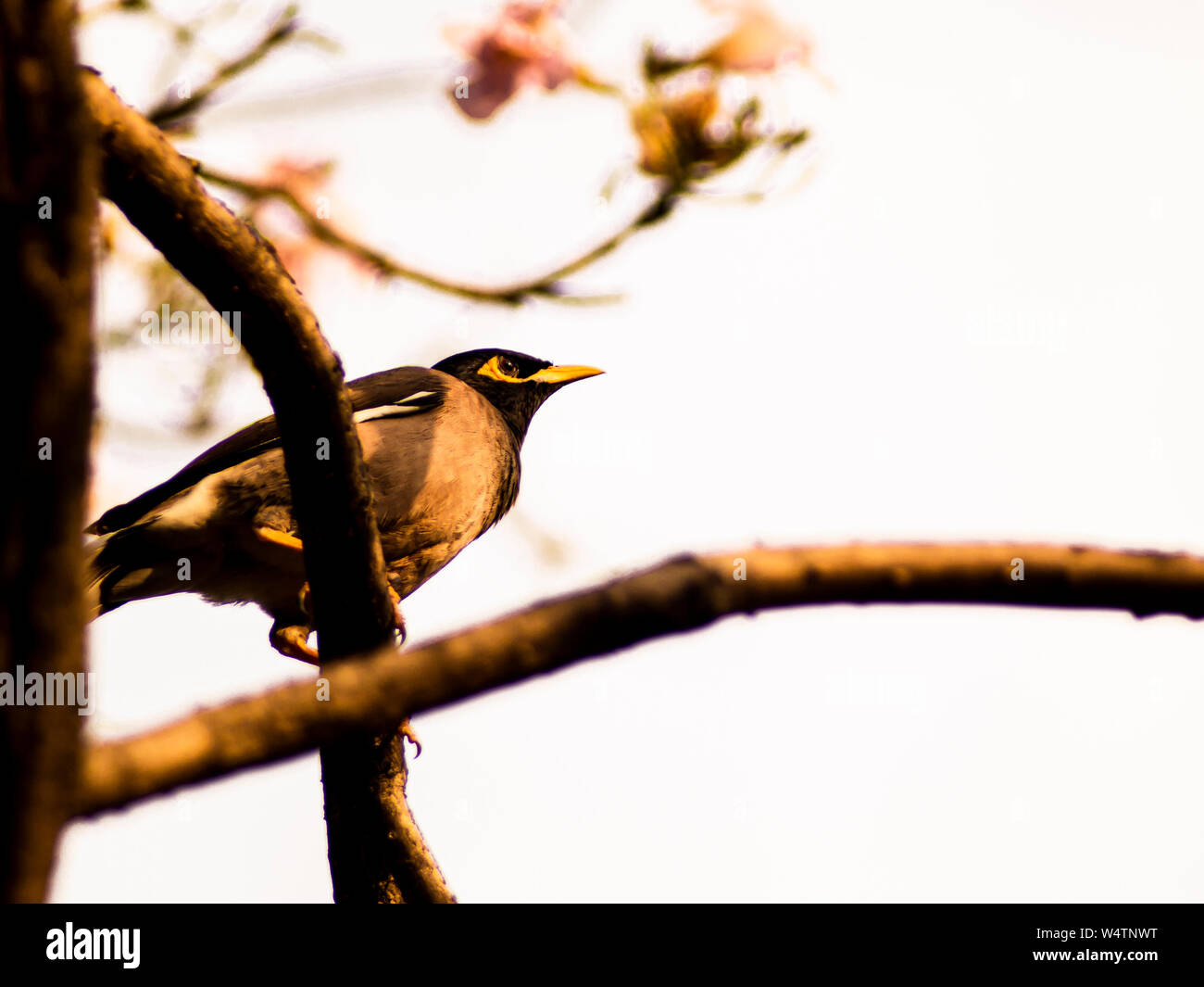 spring birds sitting on twig of tree. Decorative branch of tree with ...