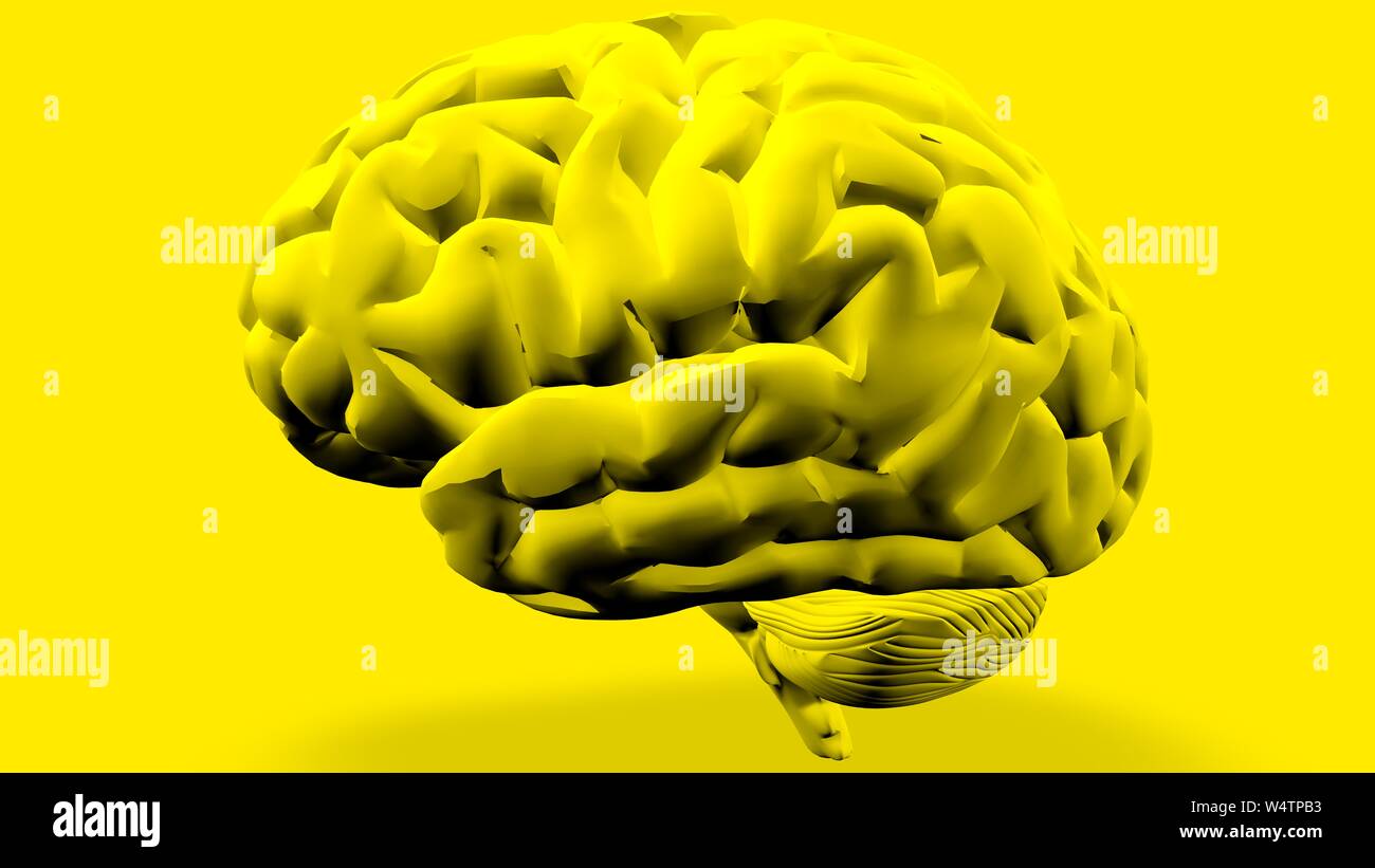 Human brain isolated on a colored background. Anatomical 3D model of ...