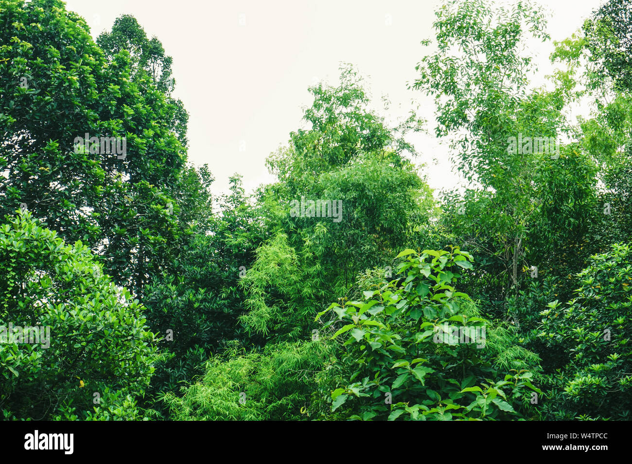 Landscape of dark green rain forest Stock Photo - Alamy