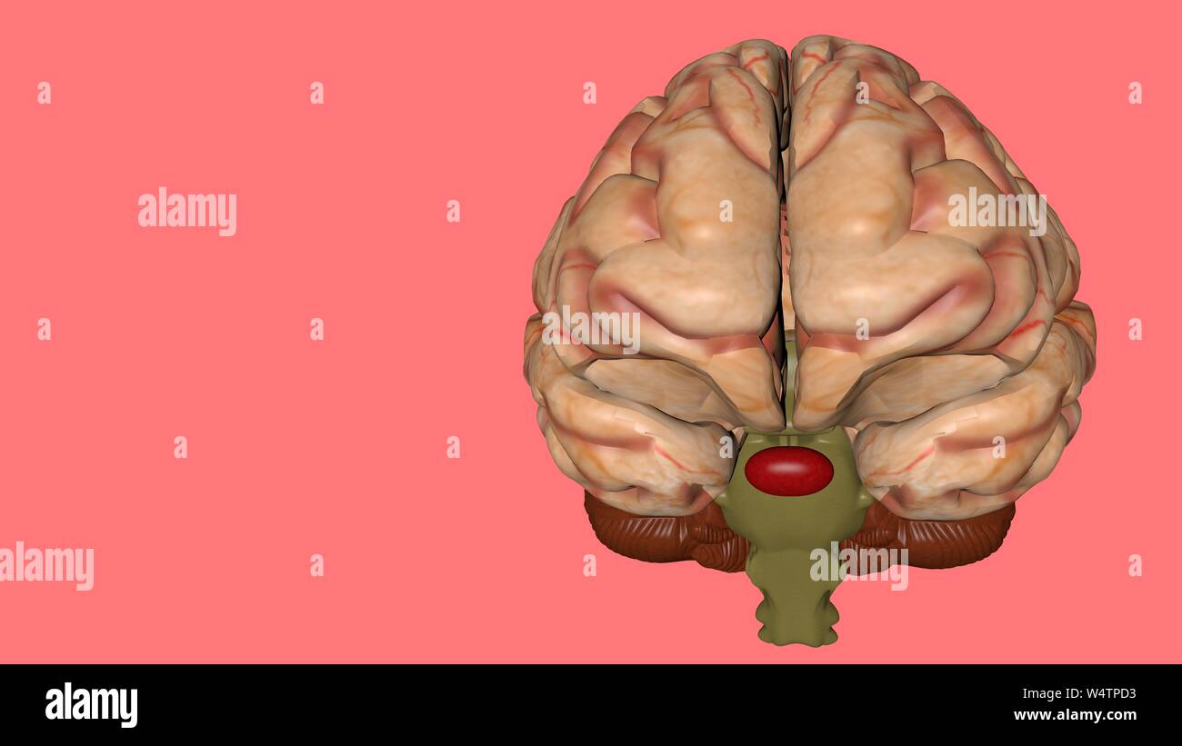Human brain isolated on a colored background. Anatomical 3D model of ...