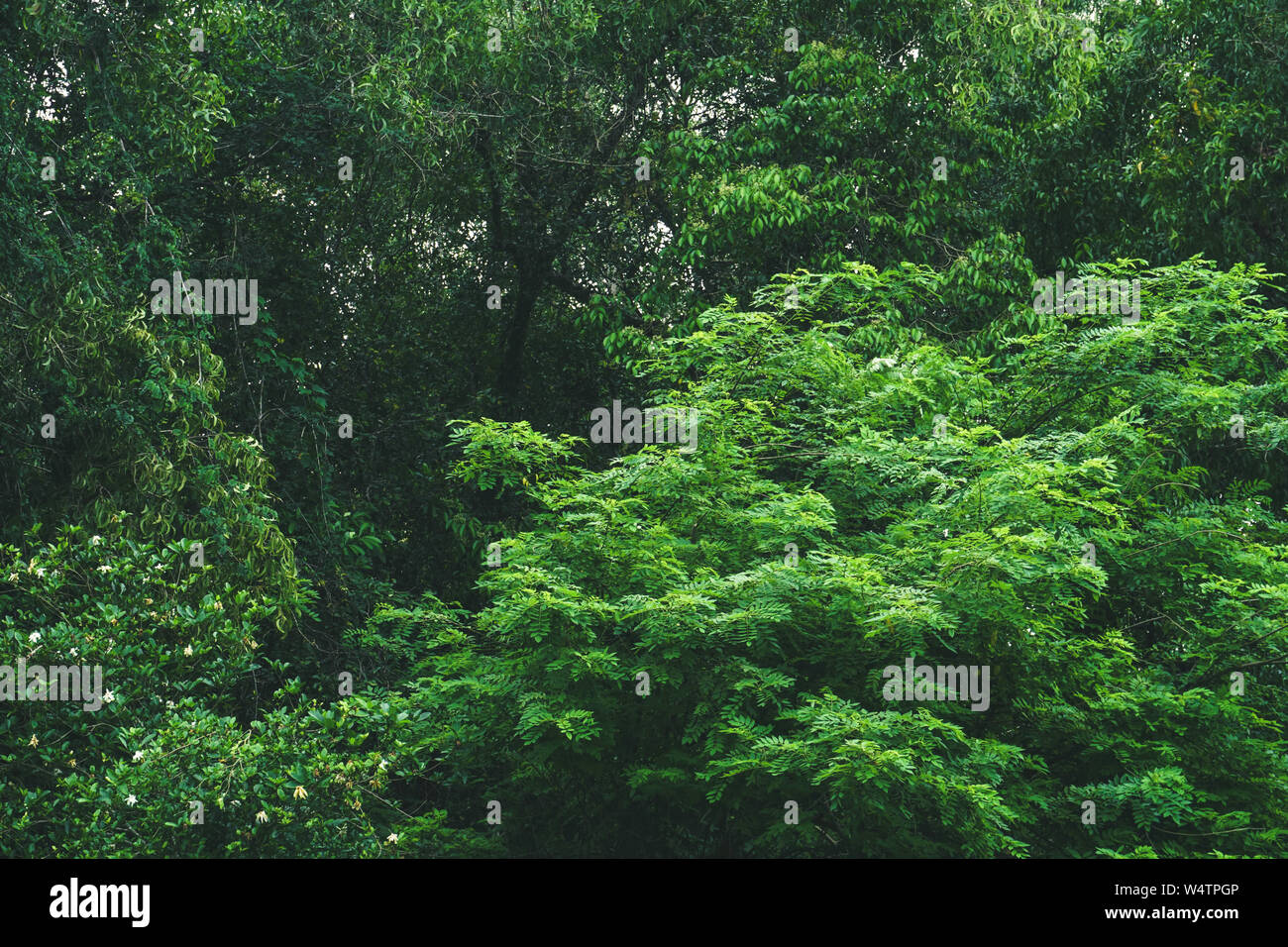 Landscape of dark green rain forest Stock Photo - Alamy