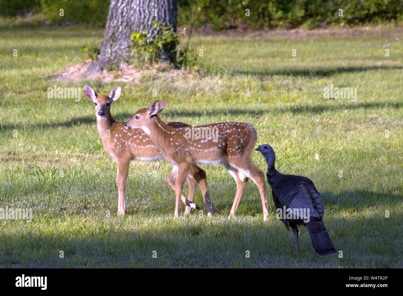 Sibling animals hi-res stock photography and images - Alamy