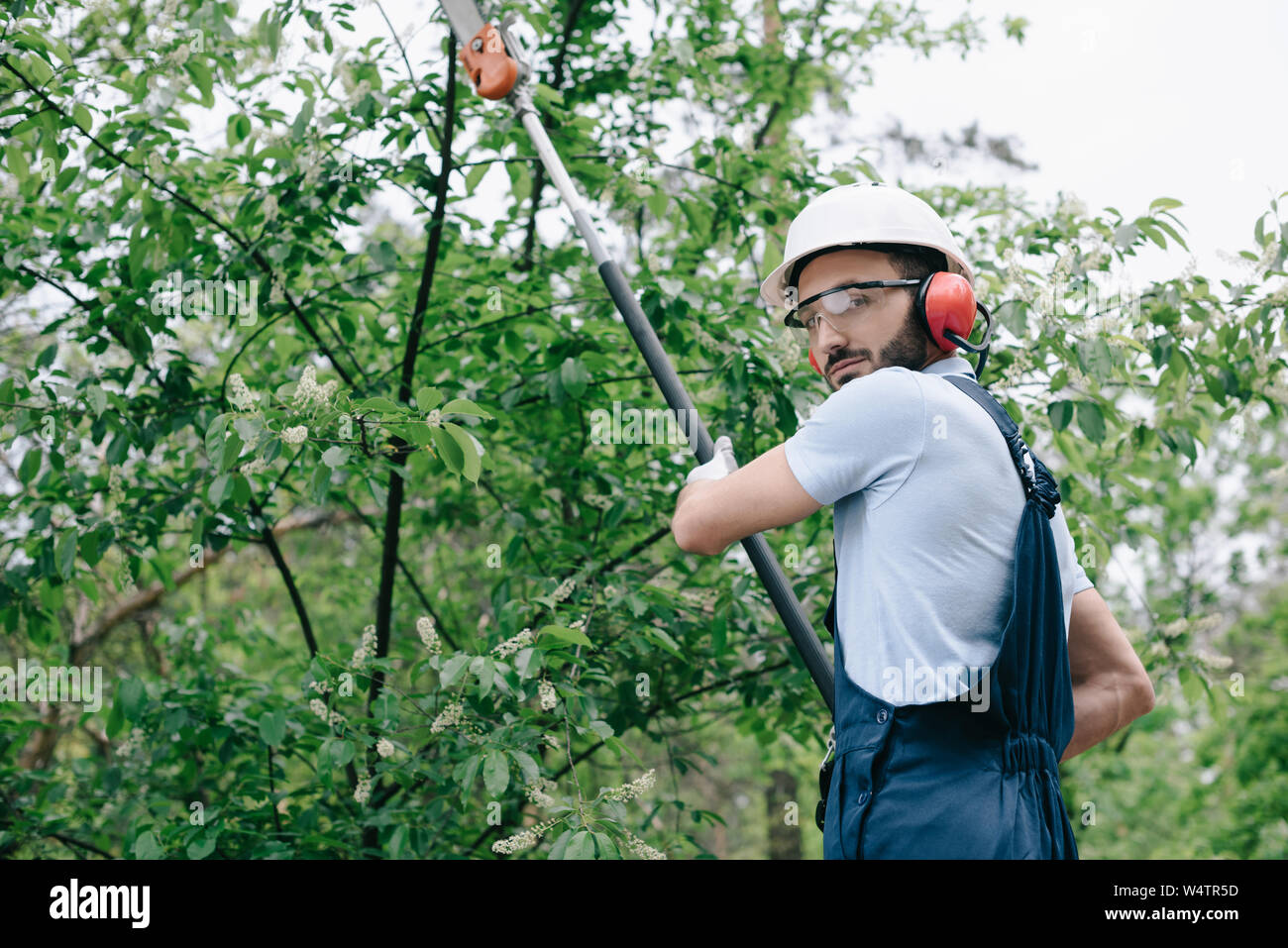 serious gardener in helmet trimming trees with telescopic pole saw and ...