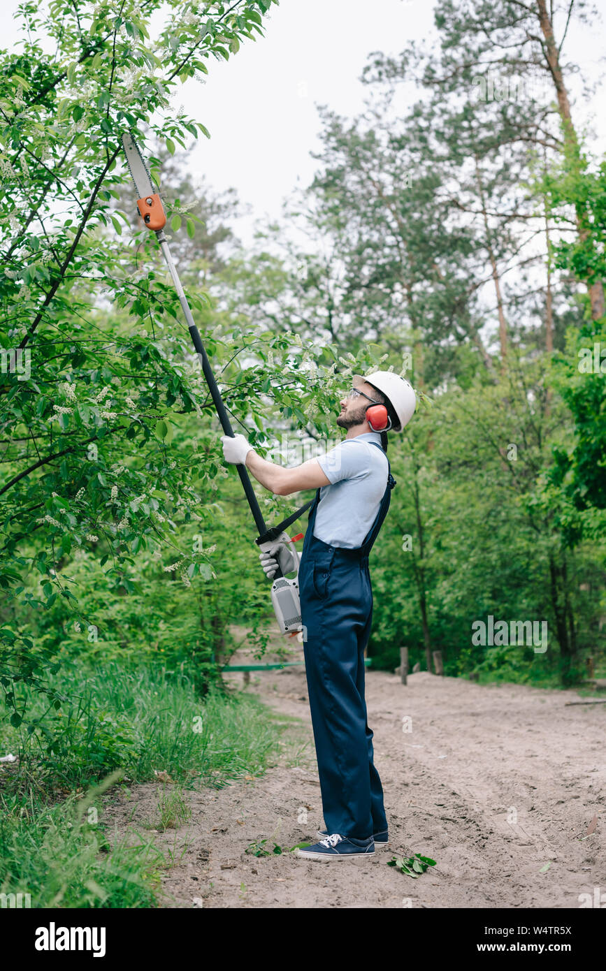 gardener in helmet and overalls trimming trees with telescopic pole saw ...