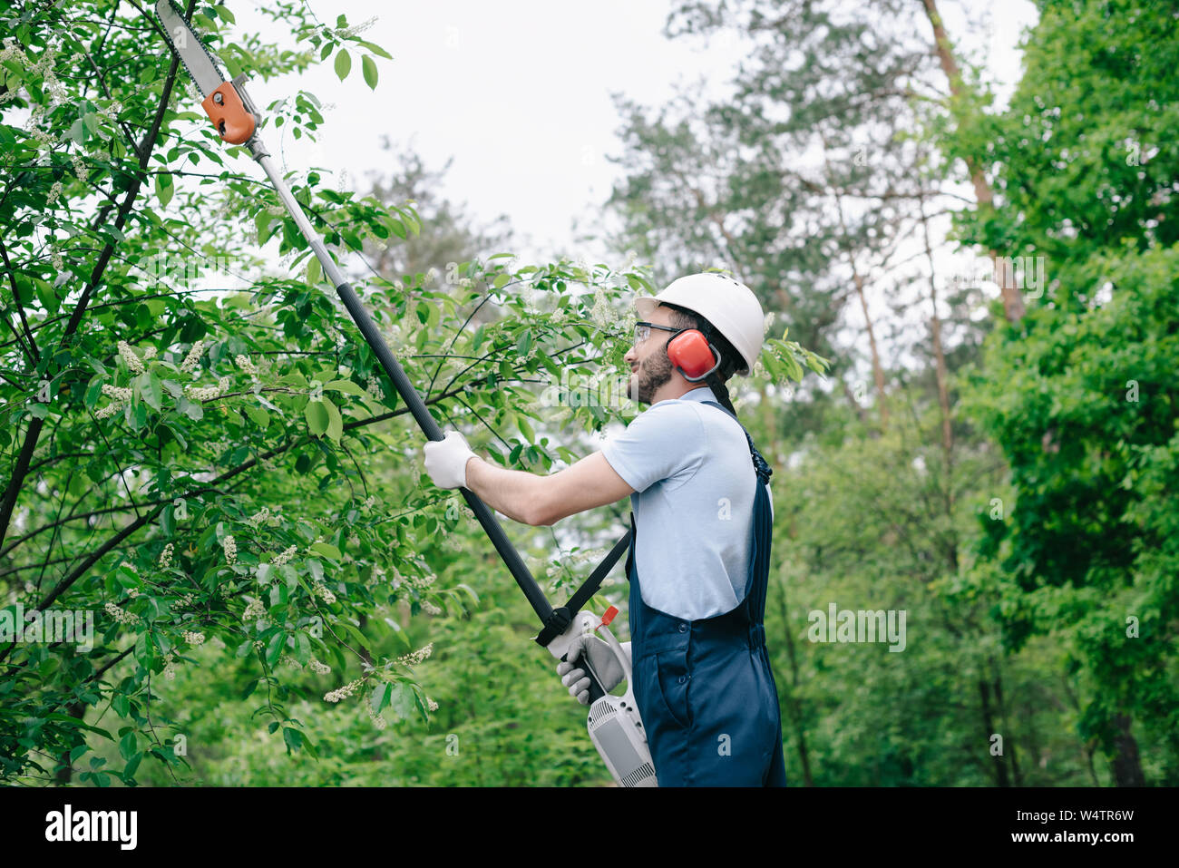 gardener in helmet and overalls trimming trees with telescopic pole saw ...