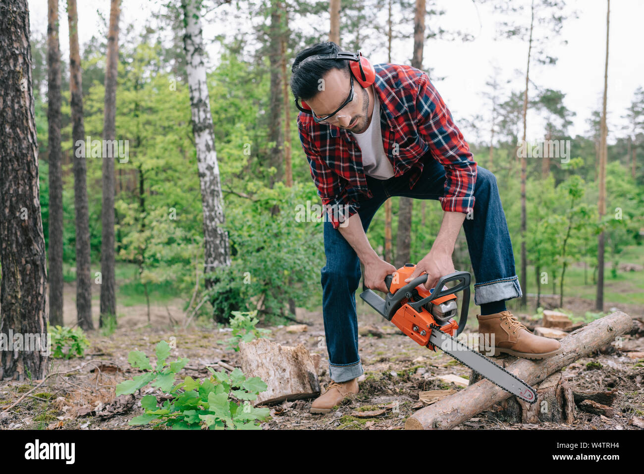 lumberjack in plaid shirt and denim jeans cutting log with chainsaw in ...