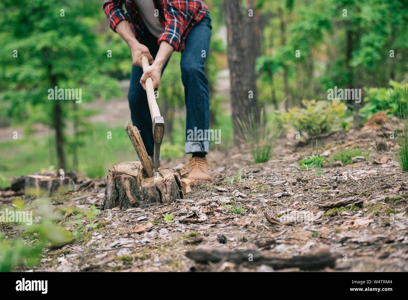 partial view of lumberer in denim jeans chopping wood with ax in forest ...