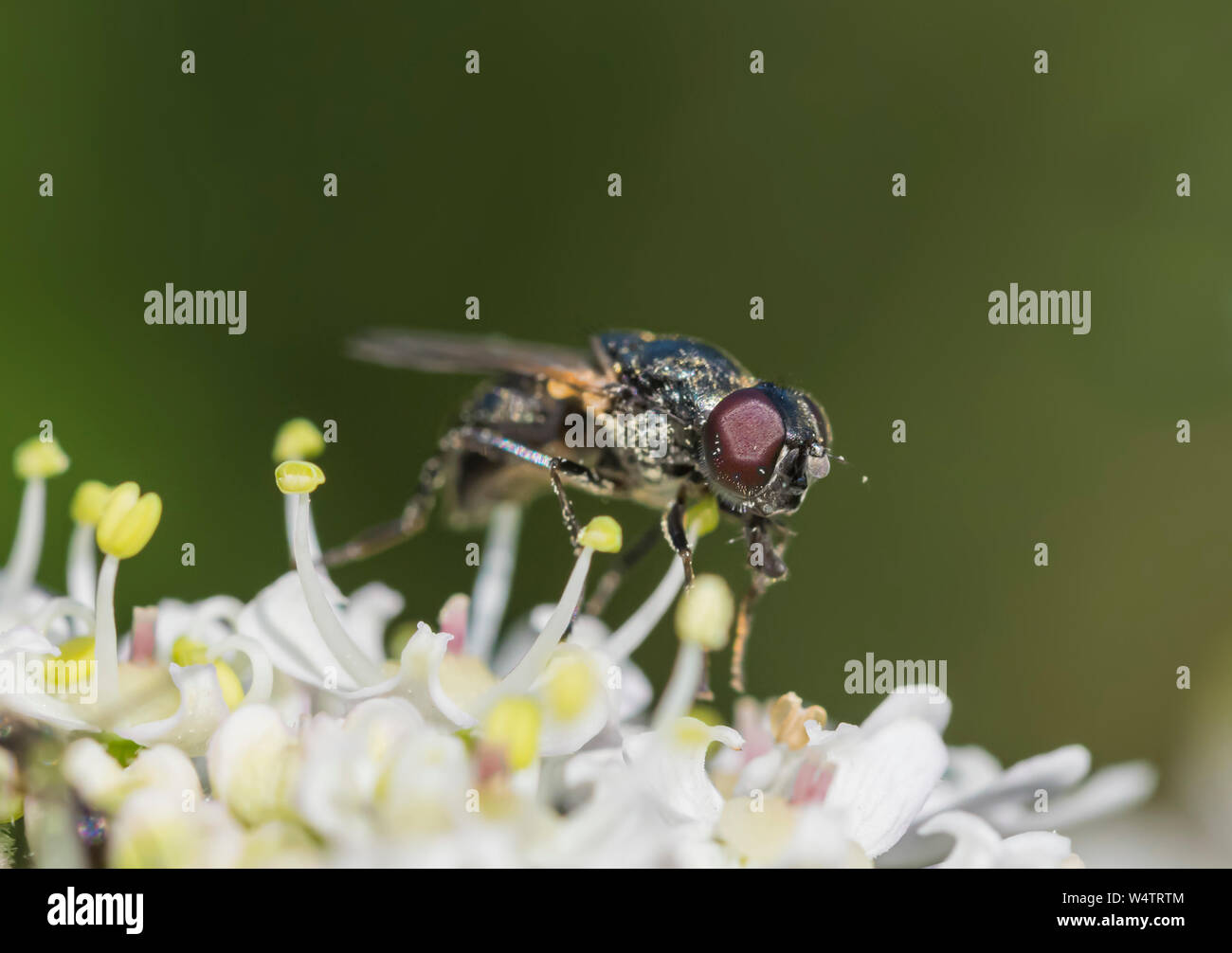 Small flies hi-res stock photography and images - Alamy