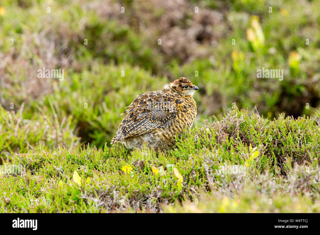 Red Grouse chick (Scientific name: Lagopus lagopus) perched in fresh ...