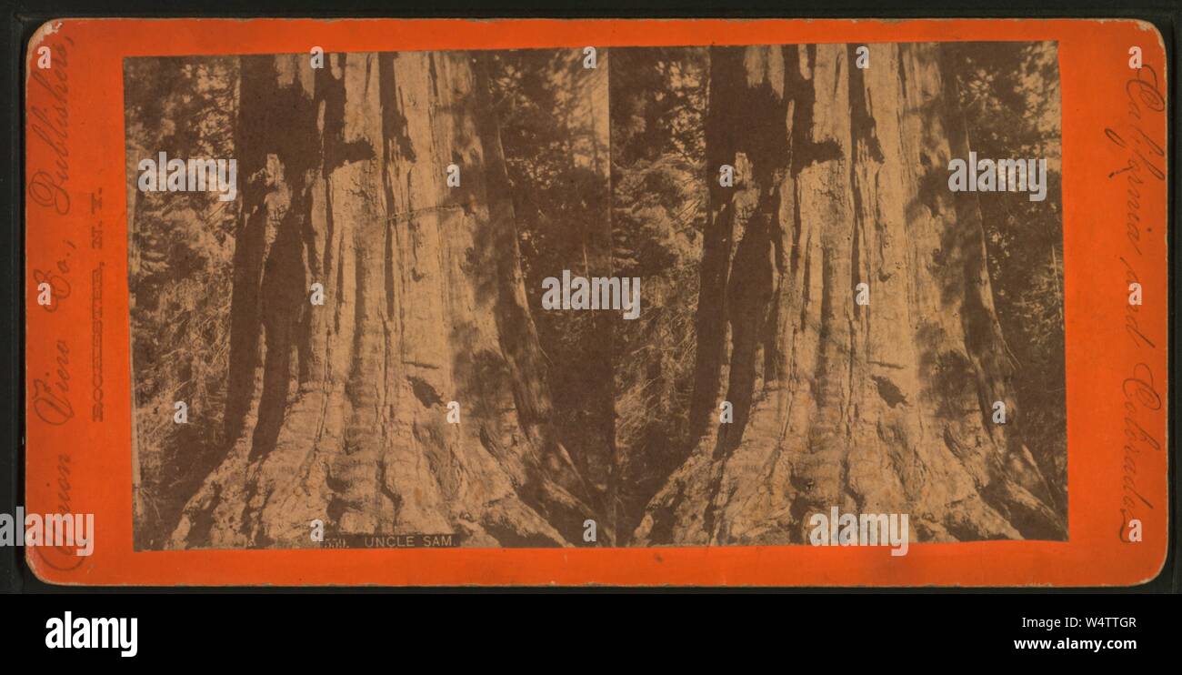 Stereograph of redwood tree nicknamed Uncle Sam, California, 1895. From ...