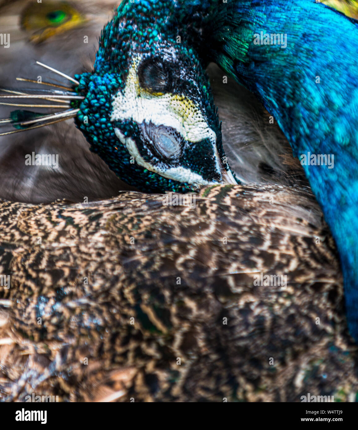 Blue bird sleeping beauty hi-res stock photography and images - Alamy
