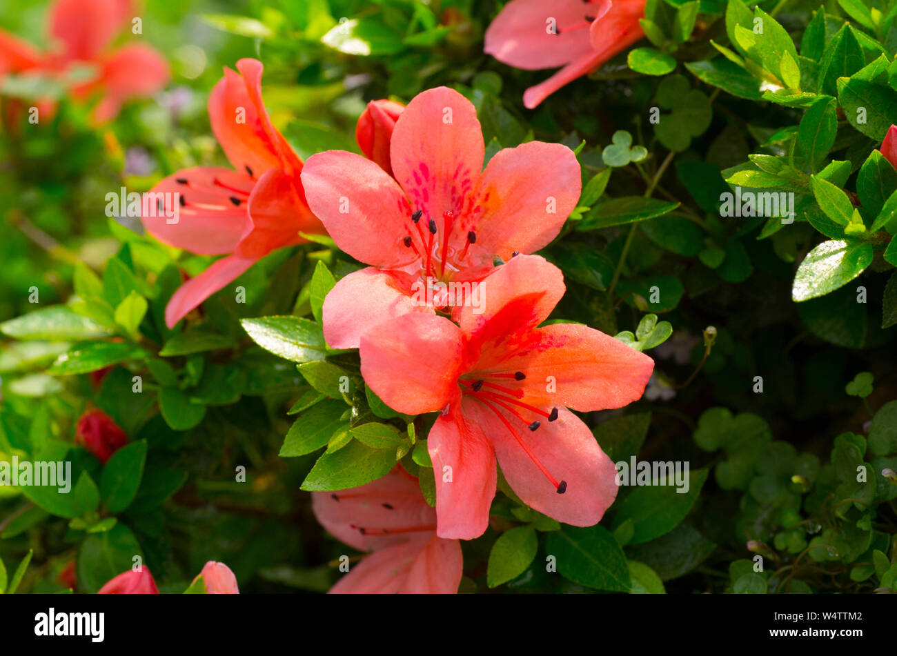 pink royal azalea flower Stock Photo - Alamy