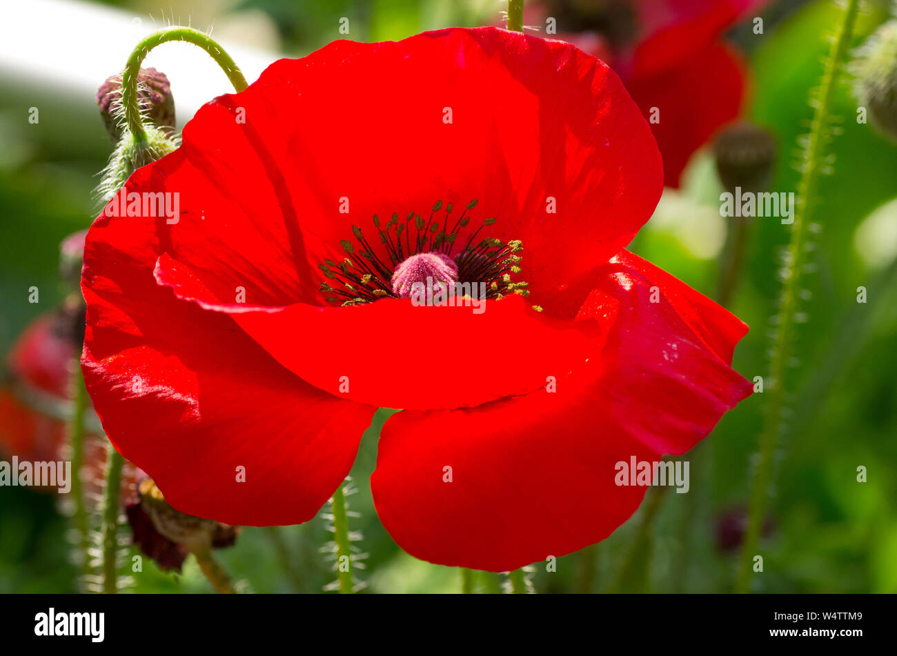 red opium poppy flower Stock Photo - Alamy