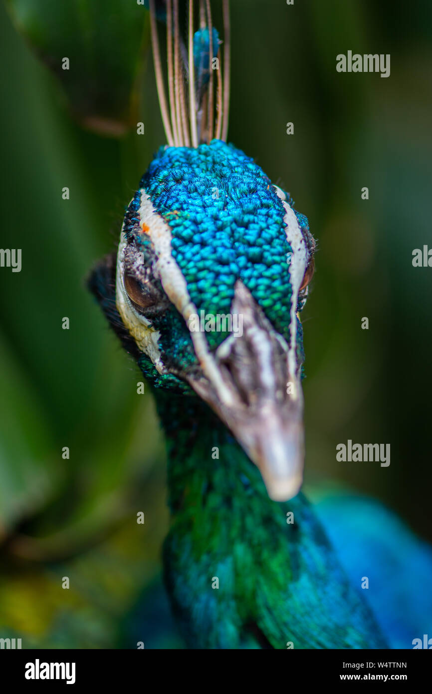 Peacock close-up front view of a male's head Stock Photo - Alamy