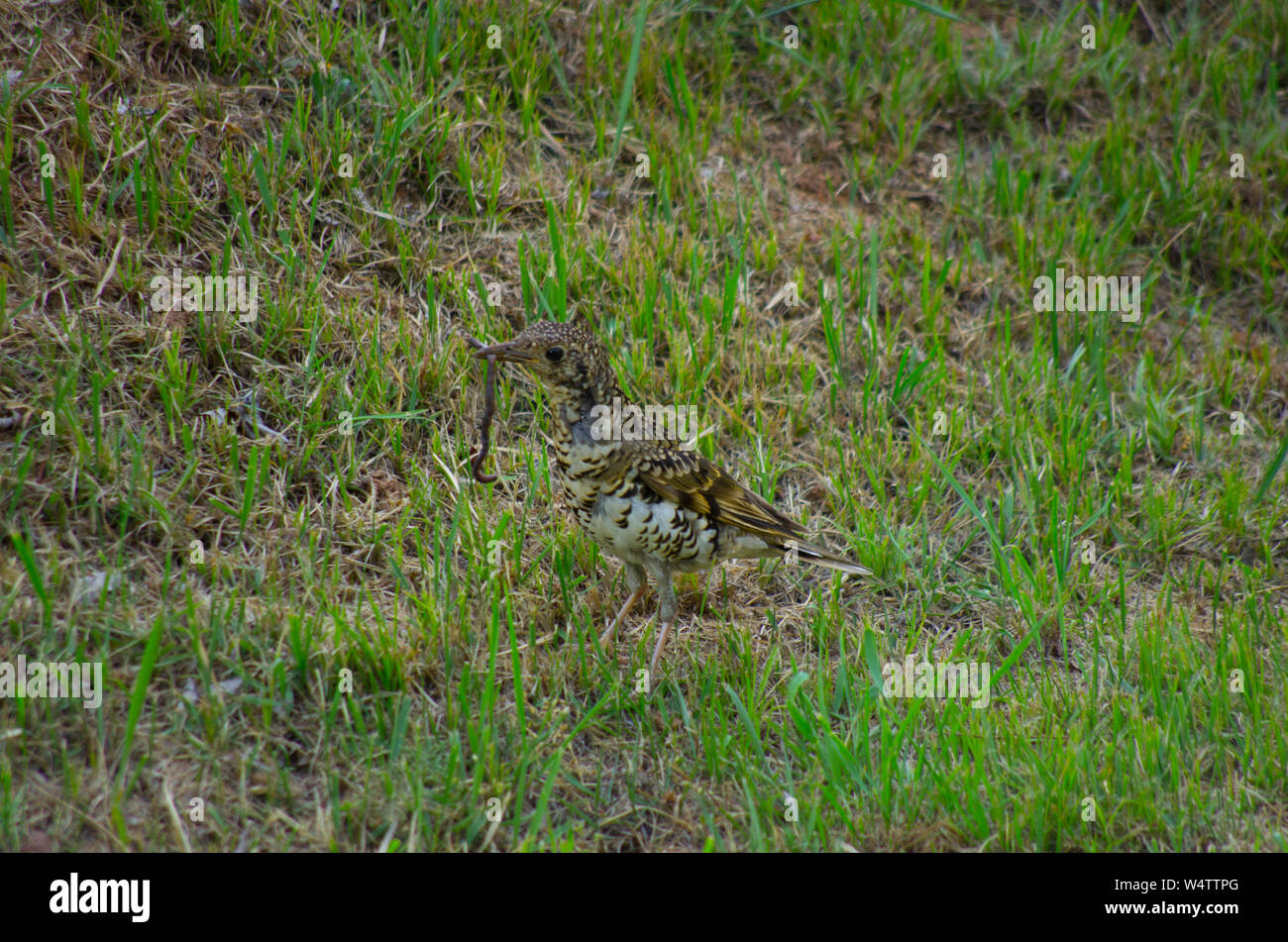 bug eating bird on the grass Stock Photo - Alamy
