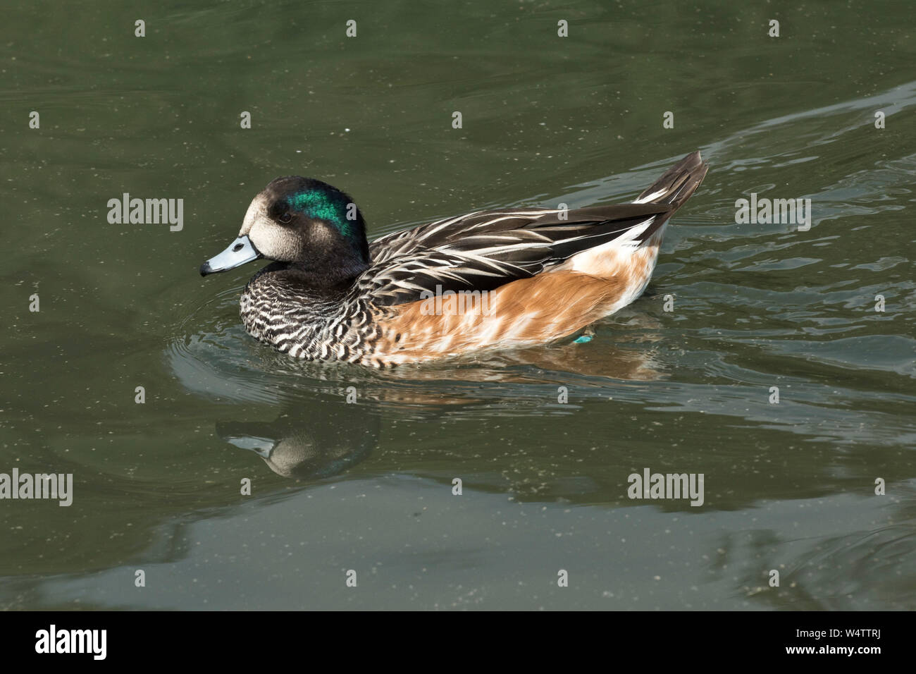 Male Chiloe widgeon (Mareca sibilatrix) or southern widgeon swimming on ...