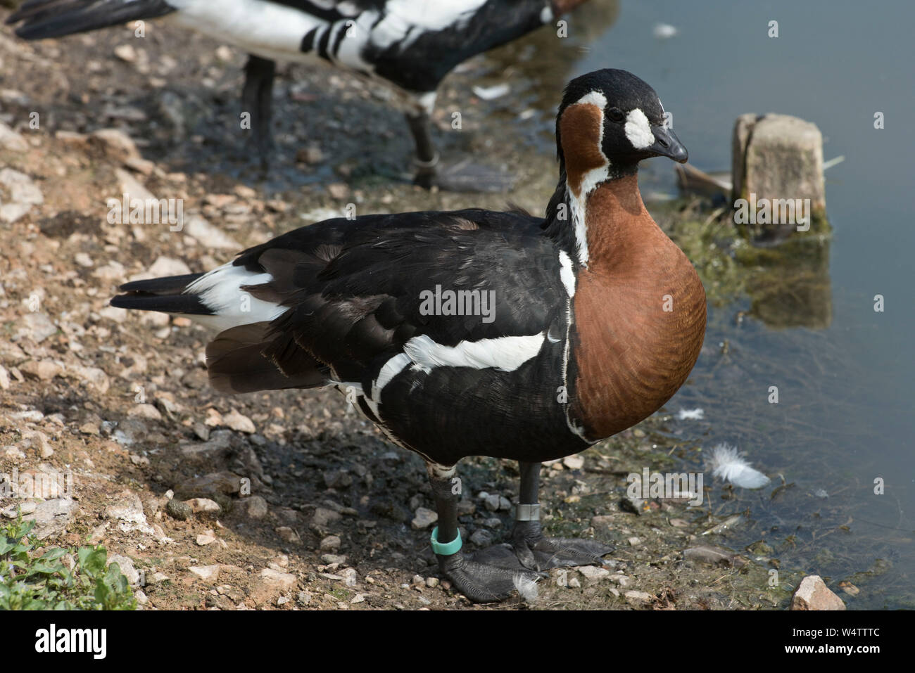 Colourful red breasted goose (Branta ruficollis) standing by the lake ...
