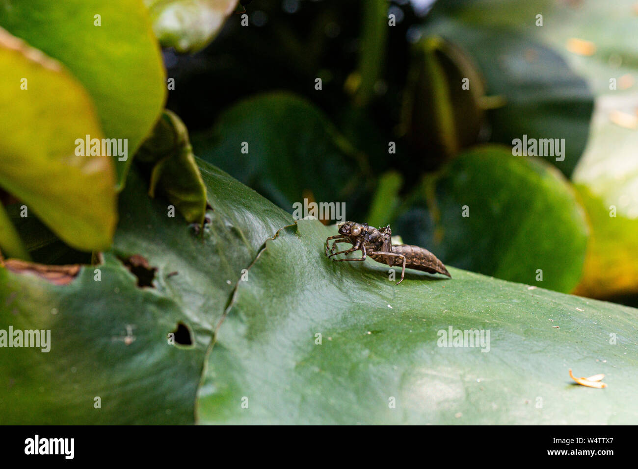 The cast off skin (exuviae) of a dragonfly larva on a leaf Stock Photo ...