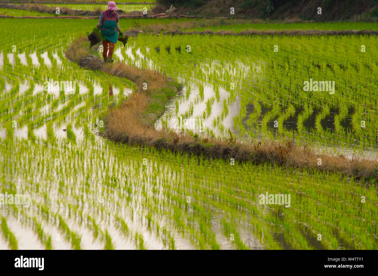 rice field road walking Stock Photo - Alamy