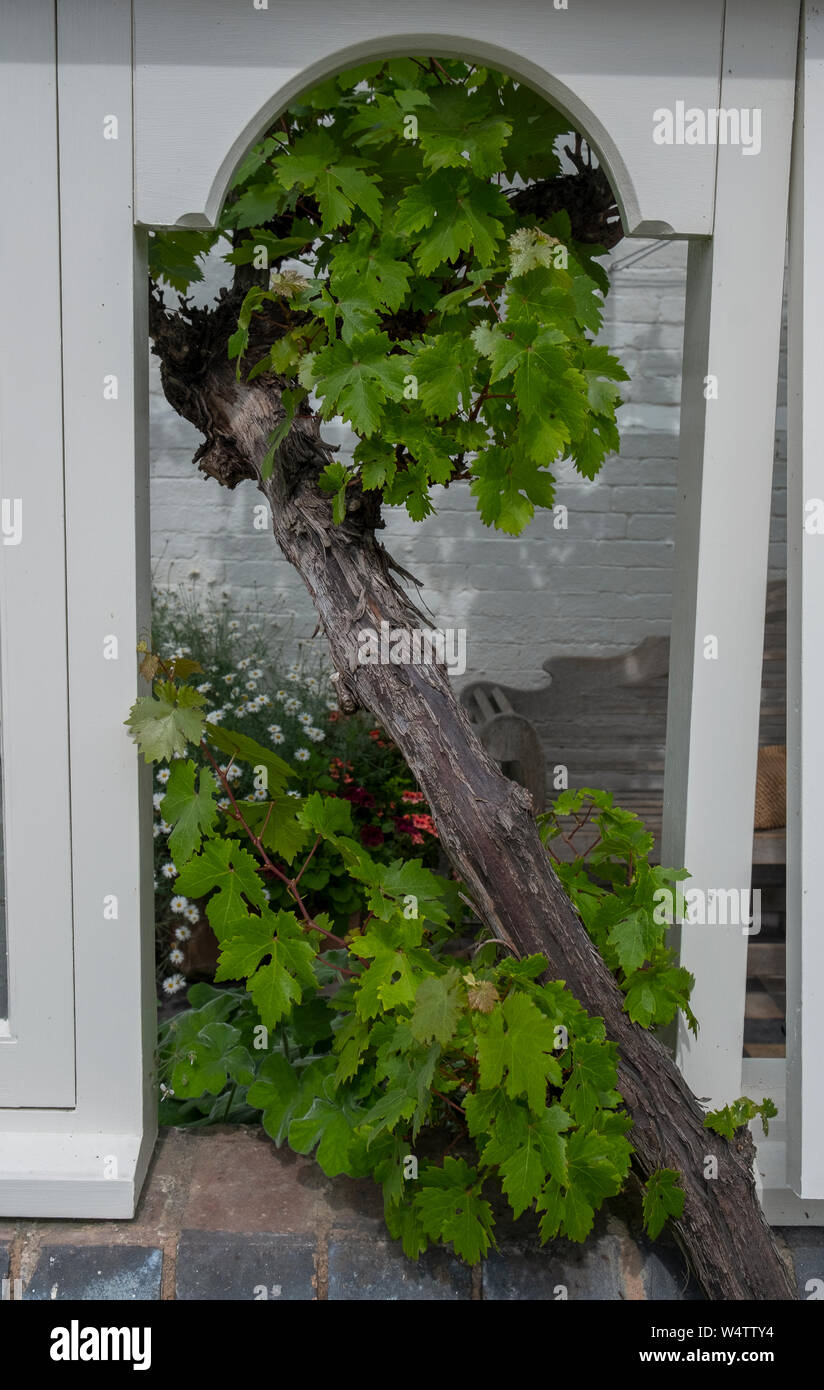 Vines growing through a conservatory window Stock Photo - Alamy
