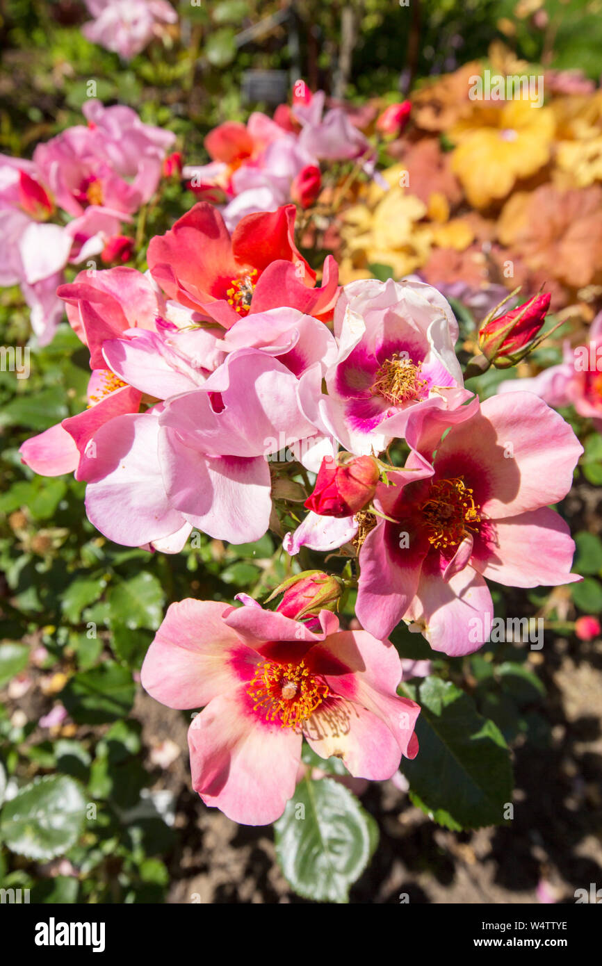 Roses in Holehird Gardens, Windermere, Cumbria, UK Stock Photo - Alamy
