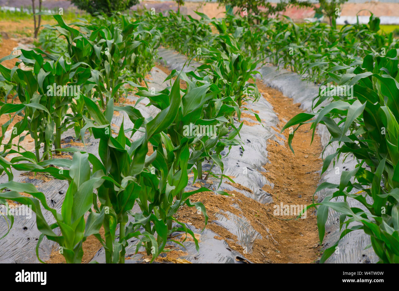 little corns are growing Stock Photo - Alamy