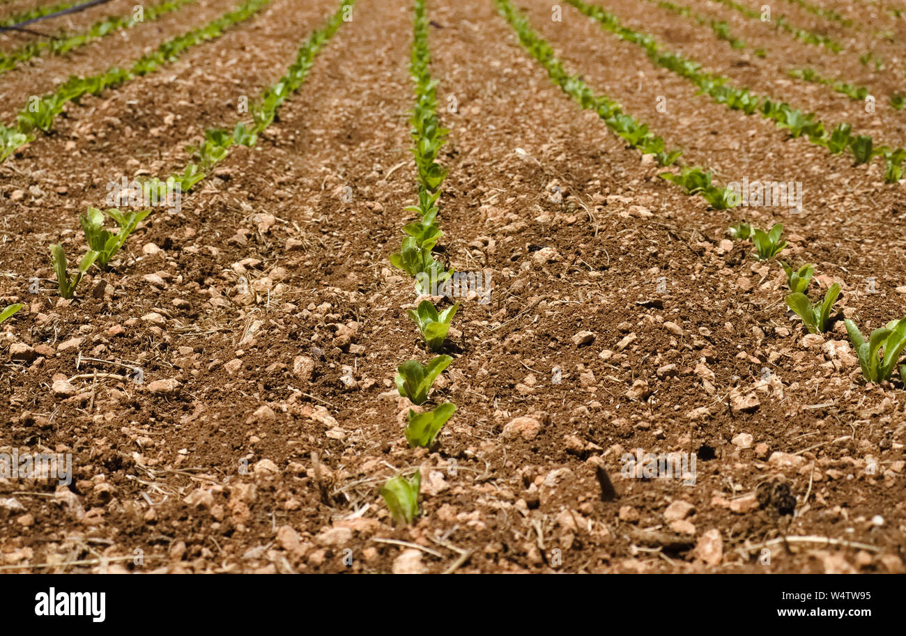 Cabbage seedlings in rows planted into brown soil in mediterranean ...