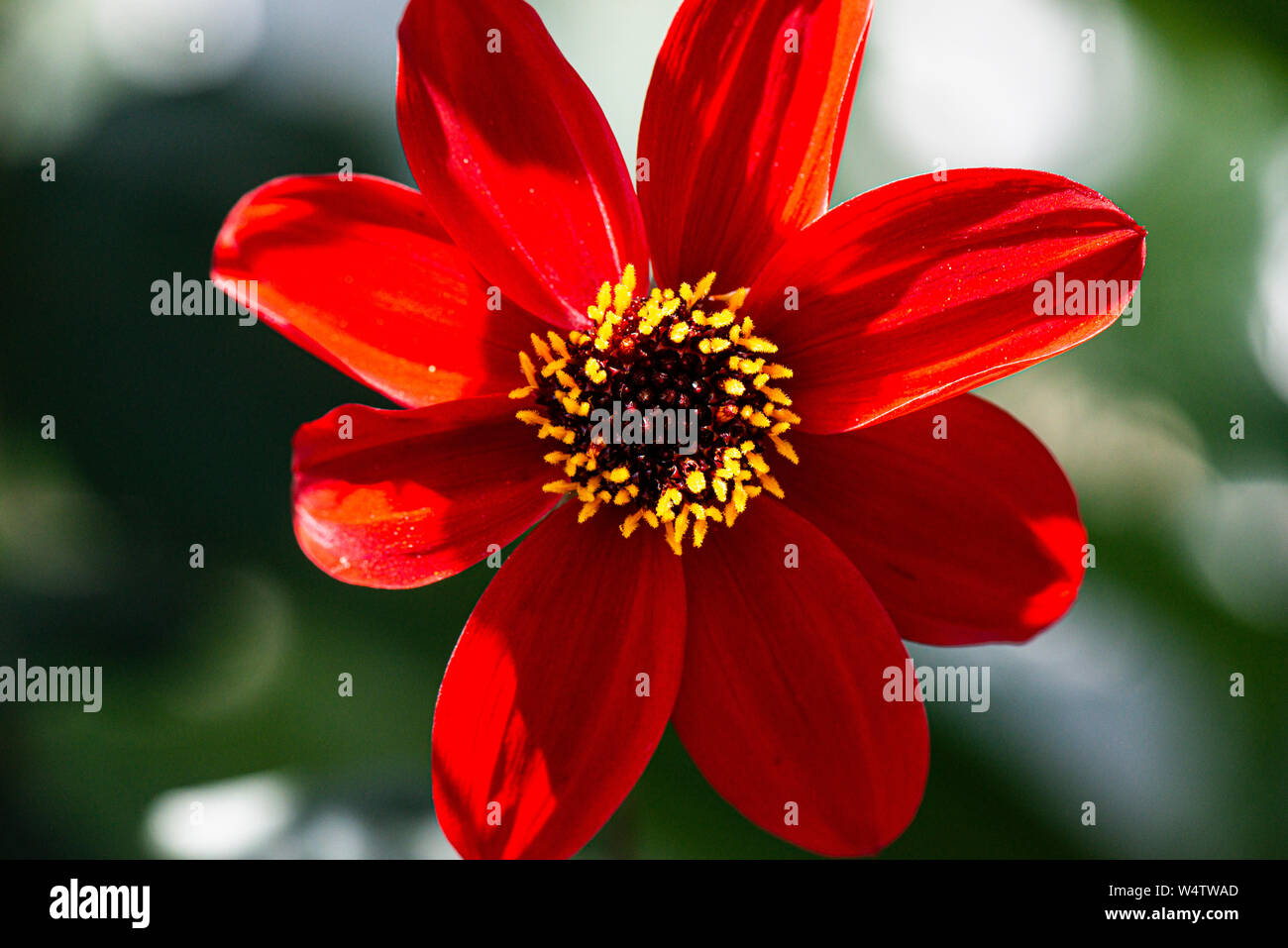 A red dahlia flower Stock Photo - Alamy