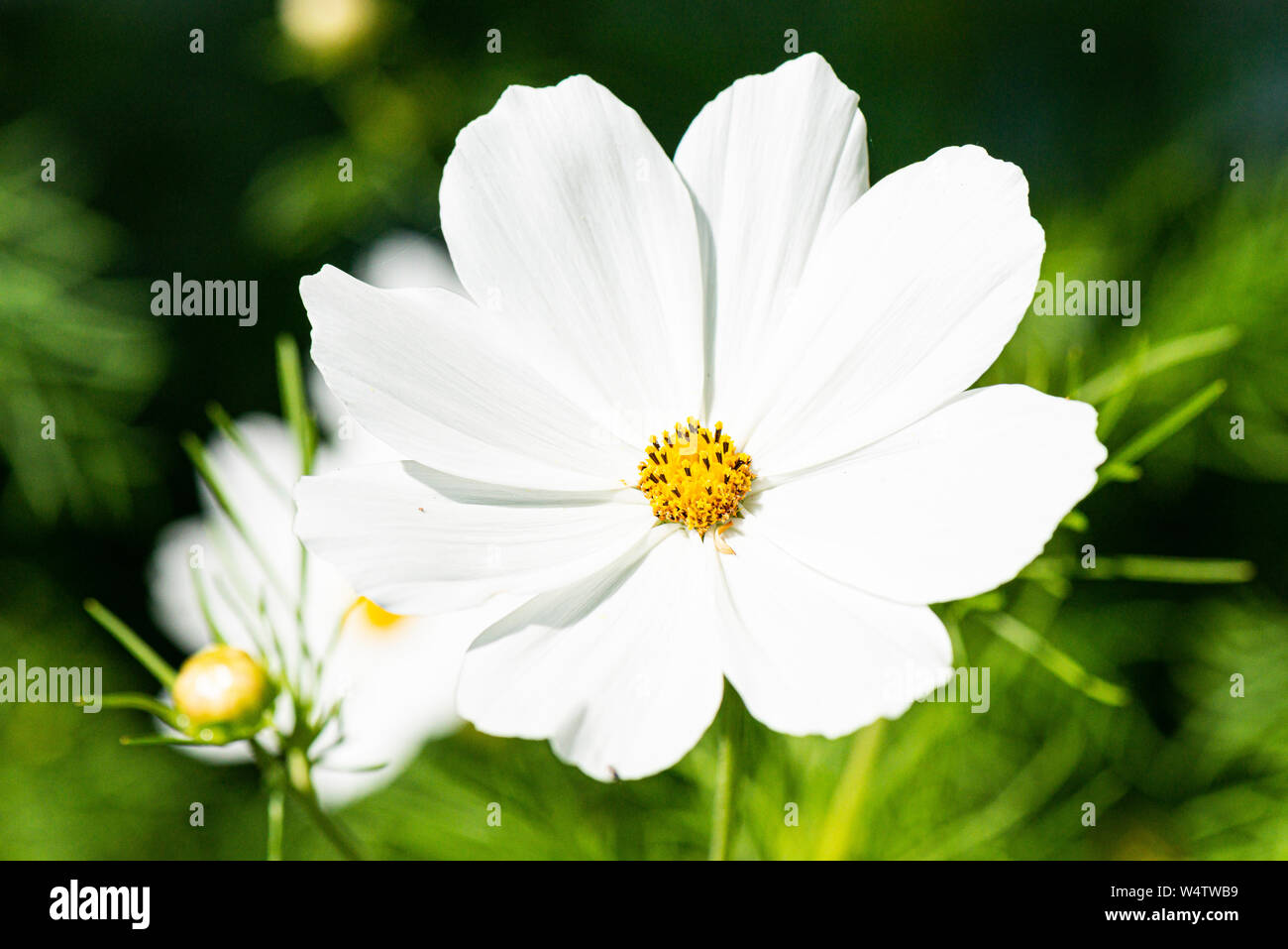 White cosmos hi-res stock photography and images - Alamy