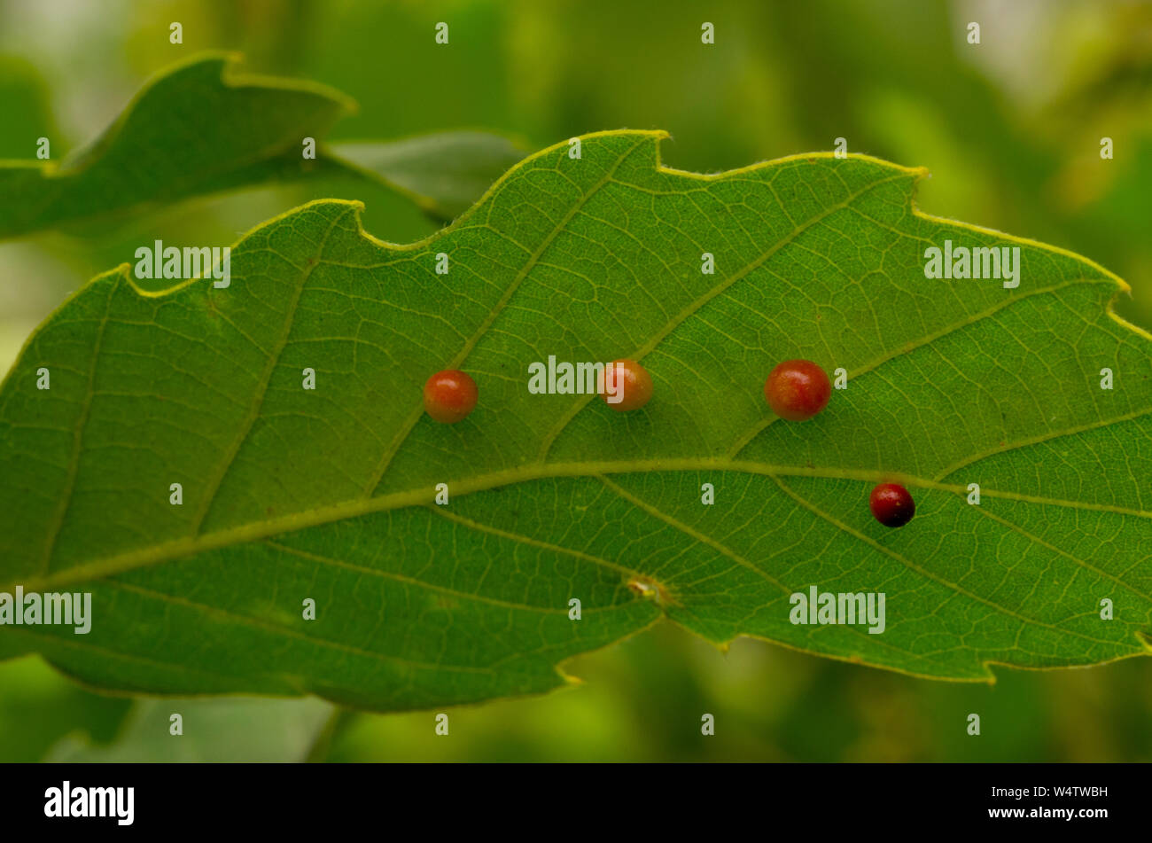 red insect gall like fruit Stock Photo - Alamy