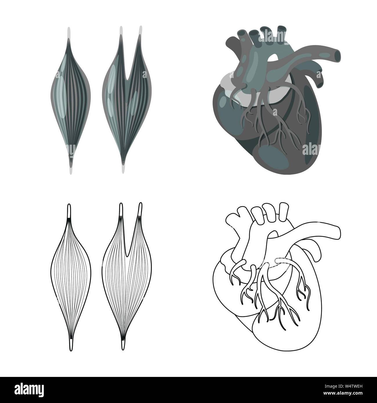 Vector Vectors Stock Vector Image & Art - Alamy