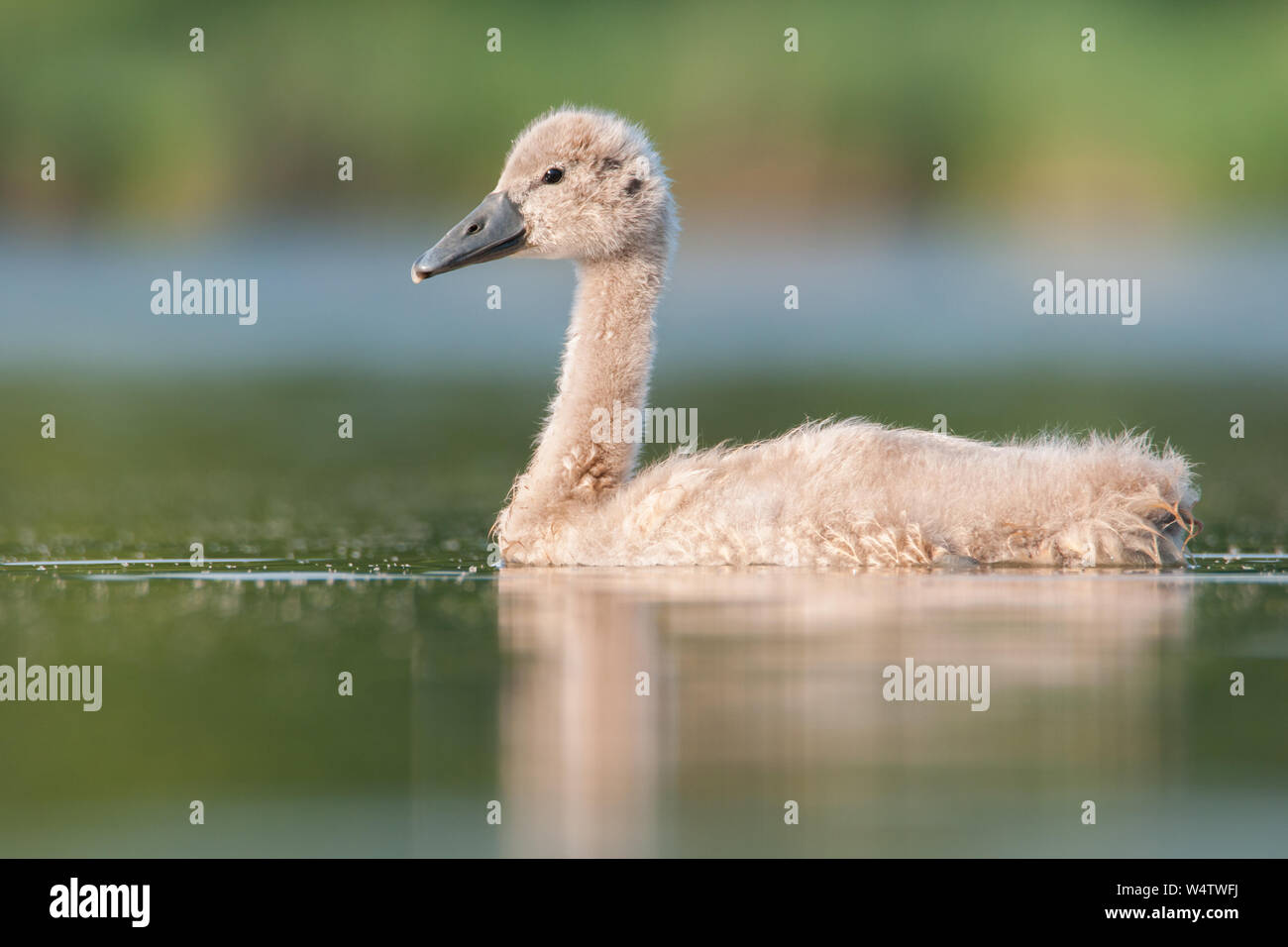Swan duckling hi-res stock photography and images - Alamy