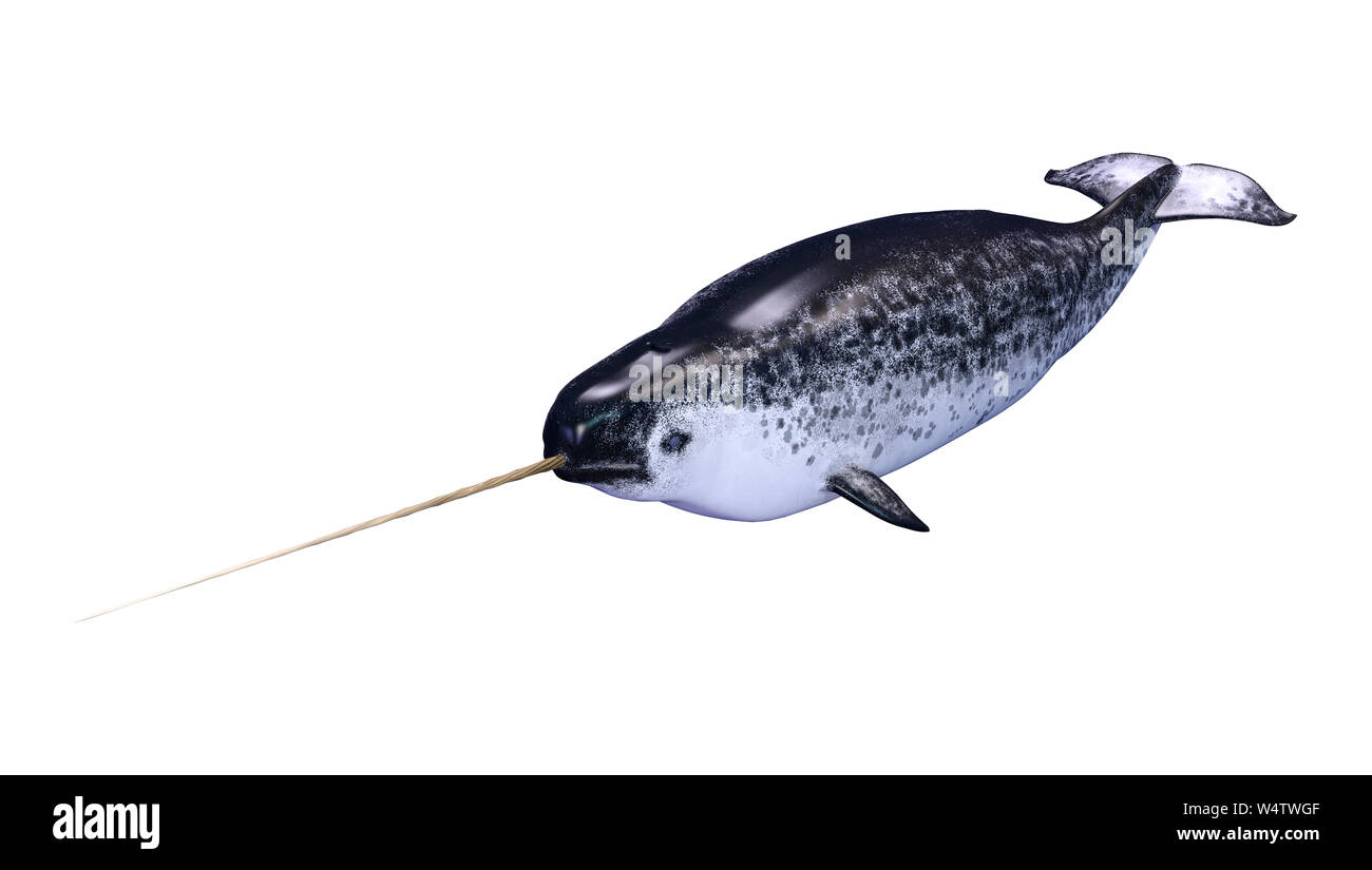 Male Narwhal High Resolution Stock Photography and Images - Alamy