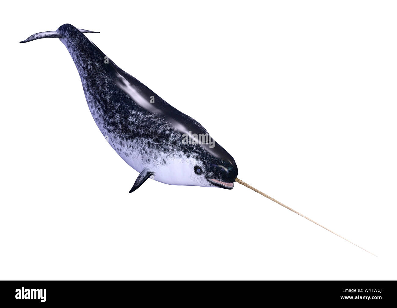 Male narwhal Cut Out Stock Images & Pictures - Alamy