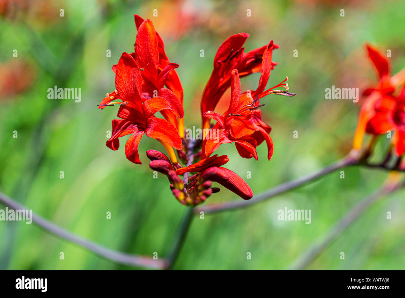 The flowers of a montbretia 'Lucifer' (Crocosmia 'Lucifer' Stock Photo ...