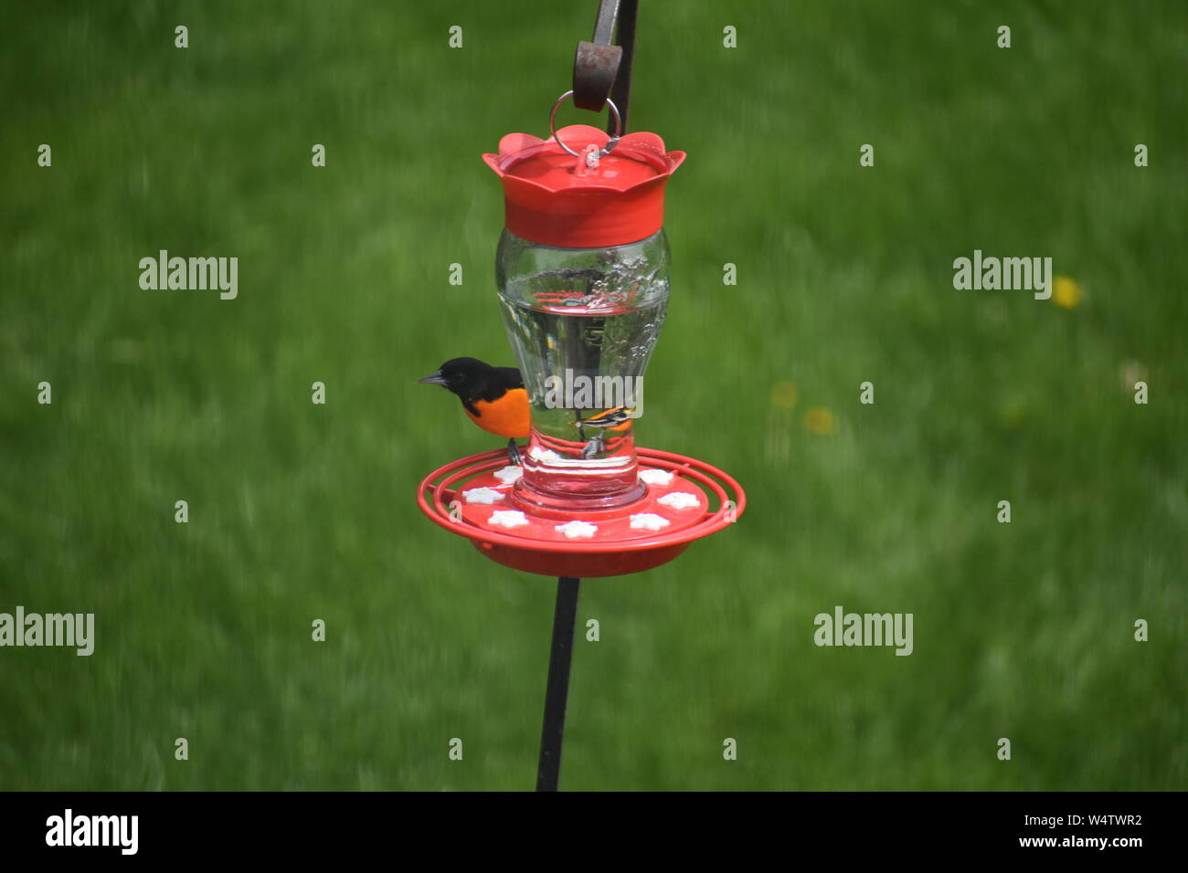 Bird on Feeder Stock Photo - Alamy