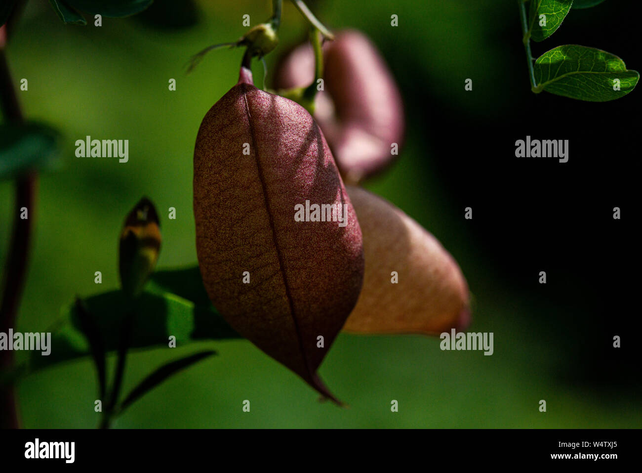 The bladder-like fruits of the common bladder senna (Colutea ...