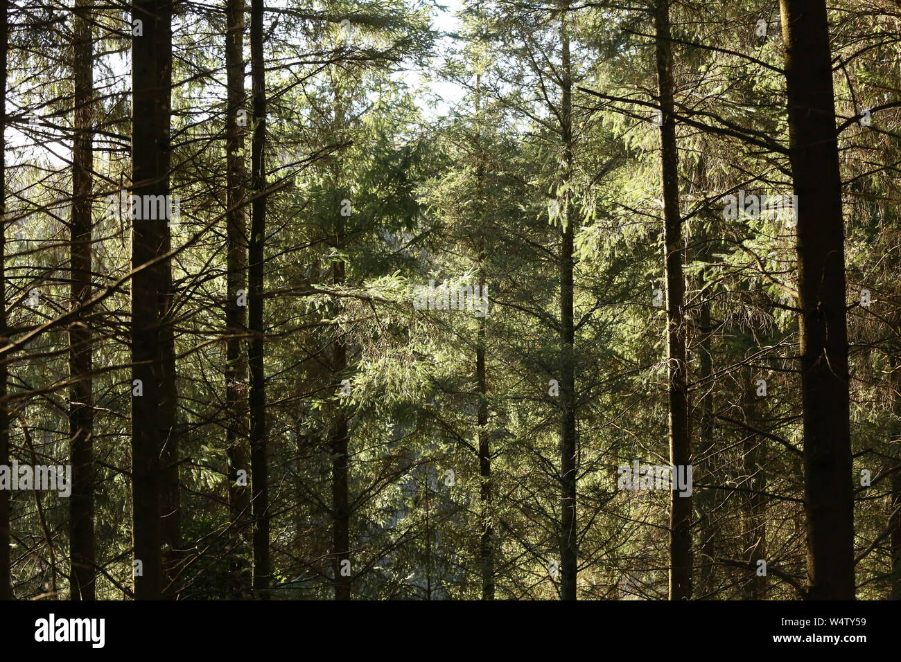 Backlit Pine Trees in a Pine Plantation Stock Photo - Alamy