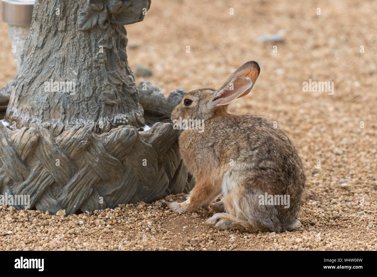 Cute Cottontail Rabbit Stock Photo - Alamy