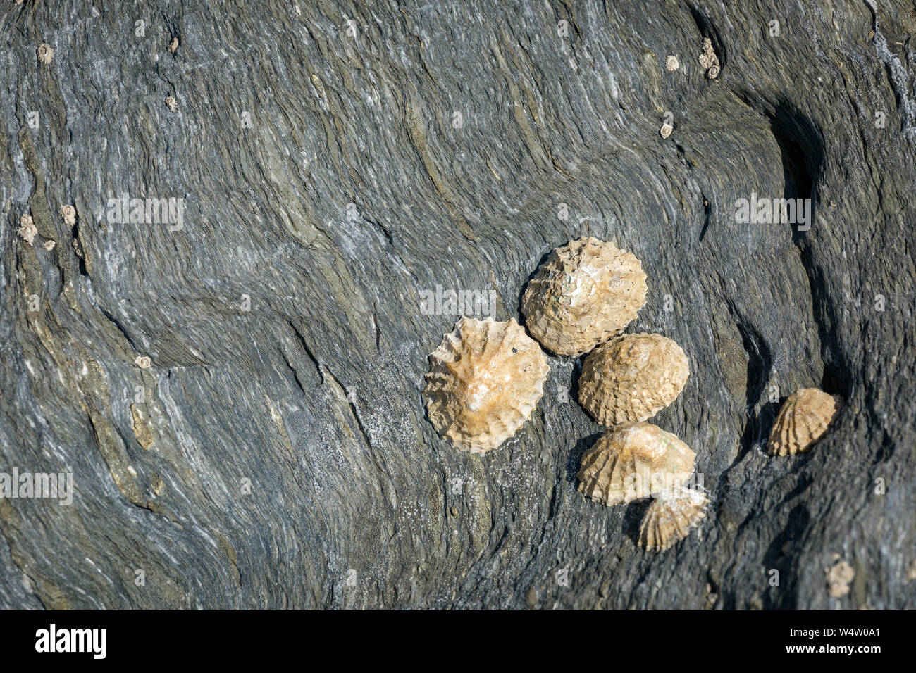 Sea Snails On Rocks High Resolution Stock Photography and Images - Alamy